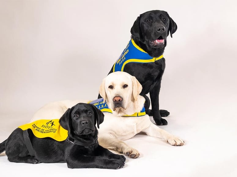 INVpack collaborates with DogPoint on the Dídac Project: Supporting a ...